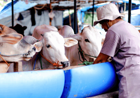 Jenis-Jenis Zakat Ternak dan Cara Menghitungnya Sesuai Jumlah Hewan ...